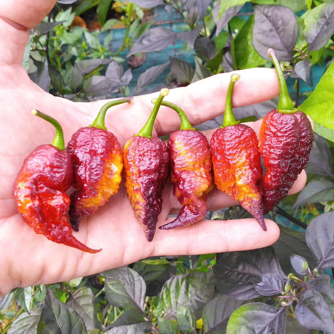 🔥HOT SAUCE LOVERS ONLY🔥